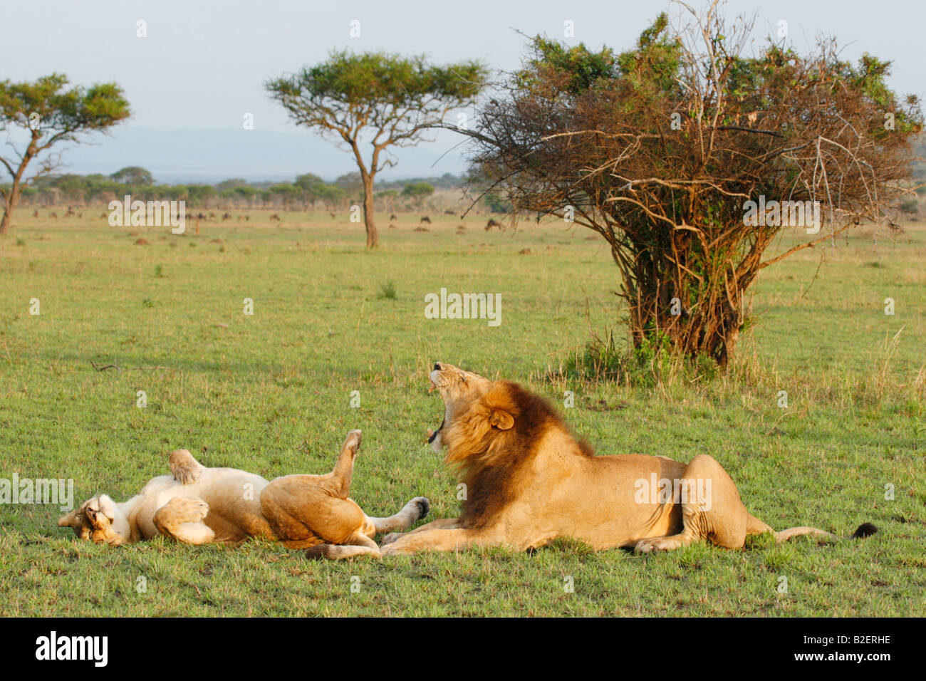 Male lion rolling on back hi-res stock photography and images - Alamy