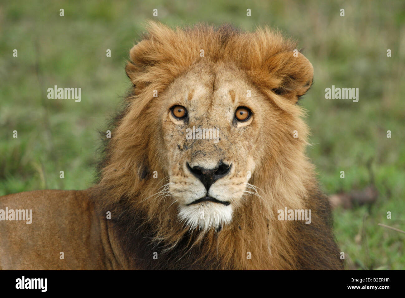 Looking startled hi-res stock photography and images - Alamy