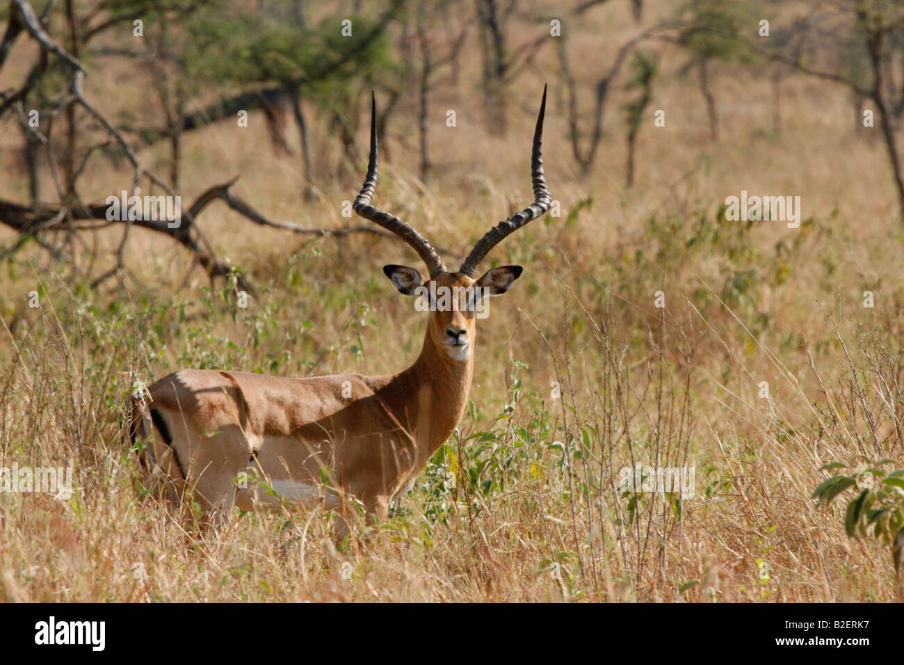 Horns of the ram hi-res stock photography and images - Alamy