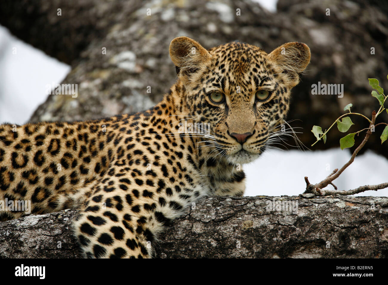 Leopard in a tree hi-res stock photography and images - Alamy