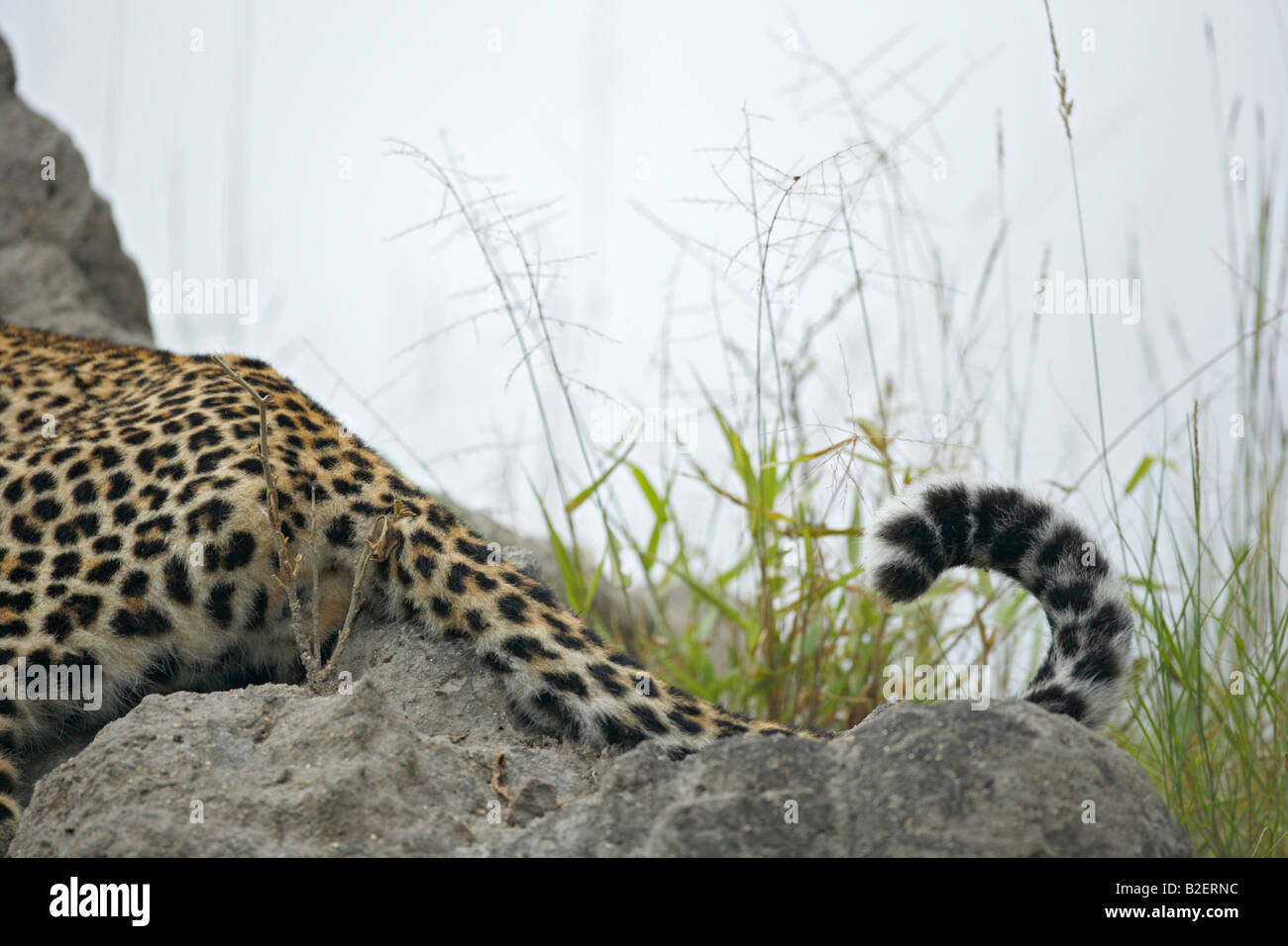 African leopards hi-res stock photography and images - Alamy