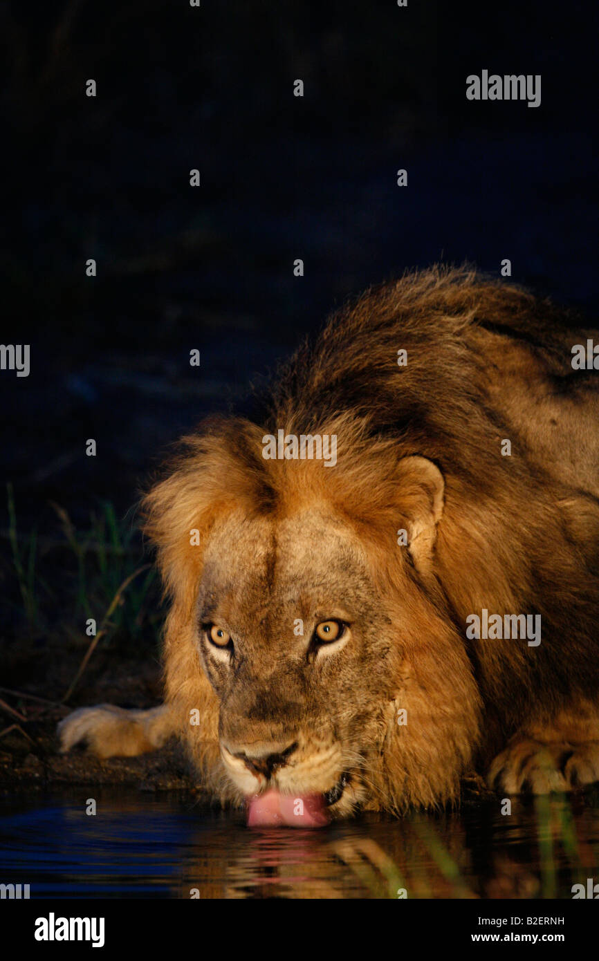 Lion Eyes In The Night