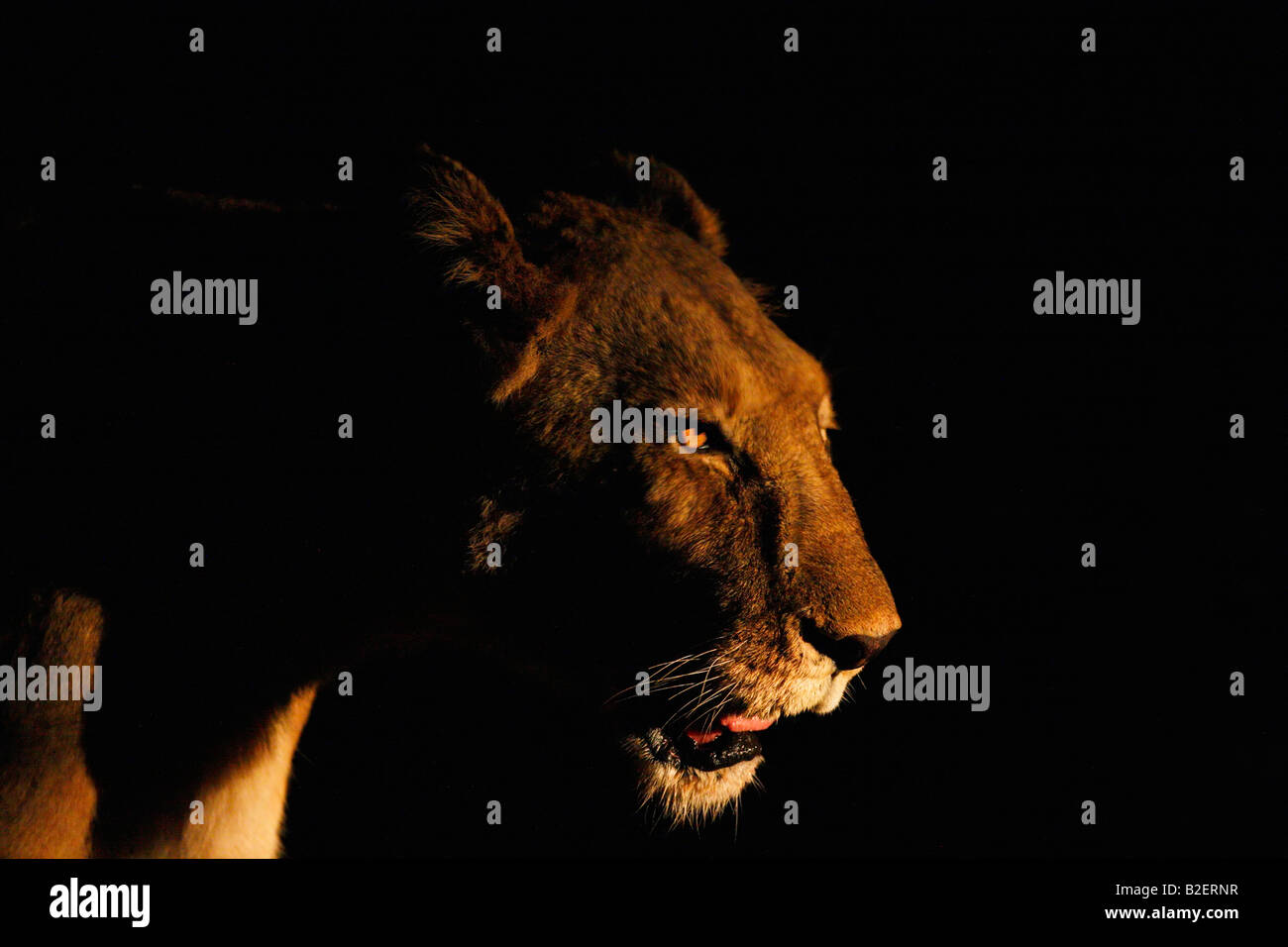 Lion night africa hi-res stock photography and images - Alamy