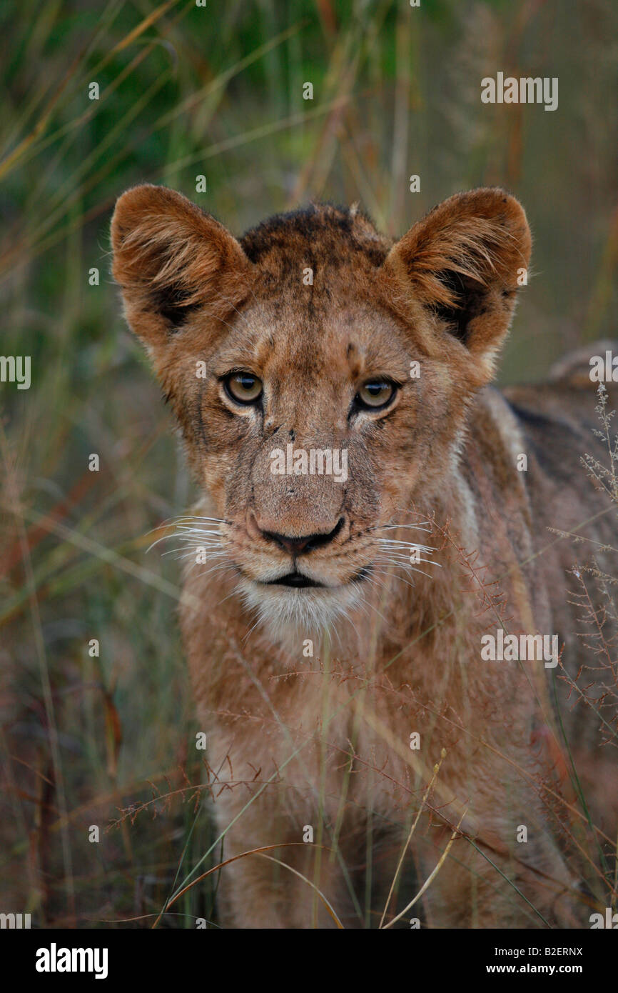Portrait of a thin lion cub with ribs and hip bones protruding Stock ...