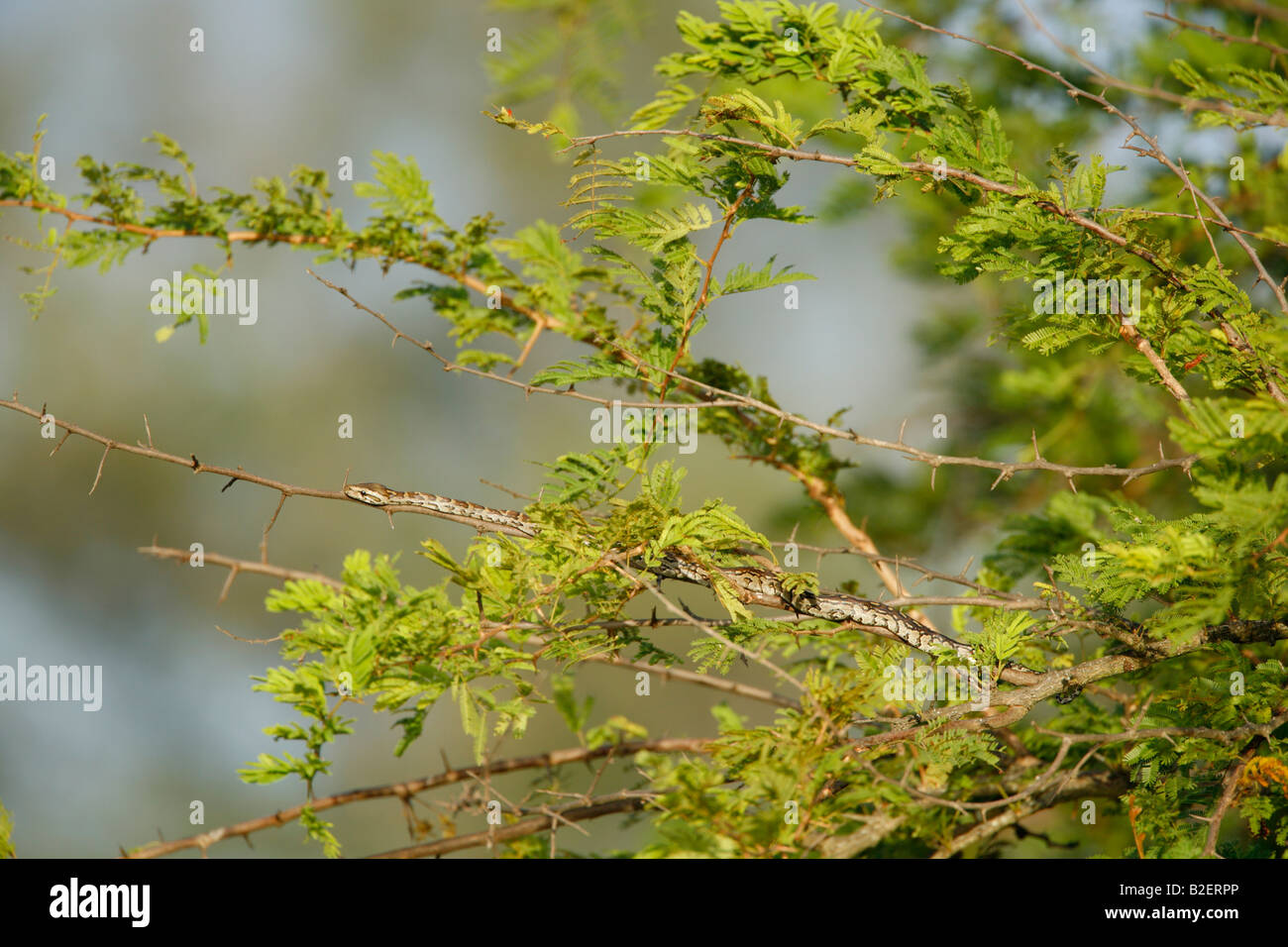 A young python resting on a branch Stock Photo - Alamy