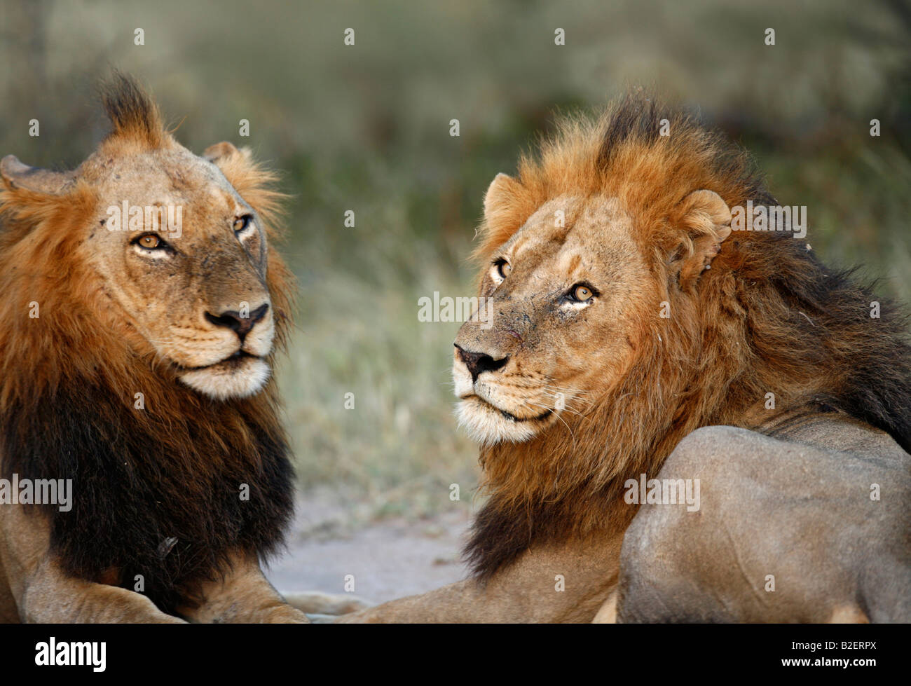 Two male lion coalition members seated next to one another looking ...