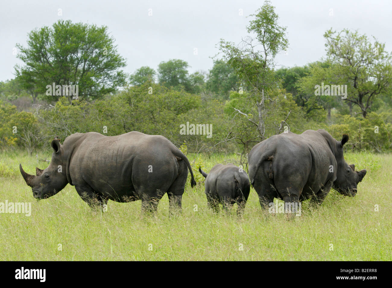 Three white rhino including a calf grazing on lush green grass Stock ...