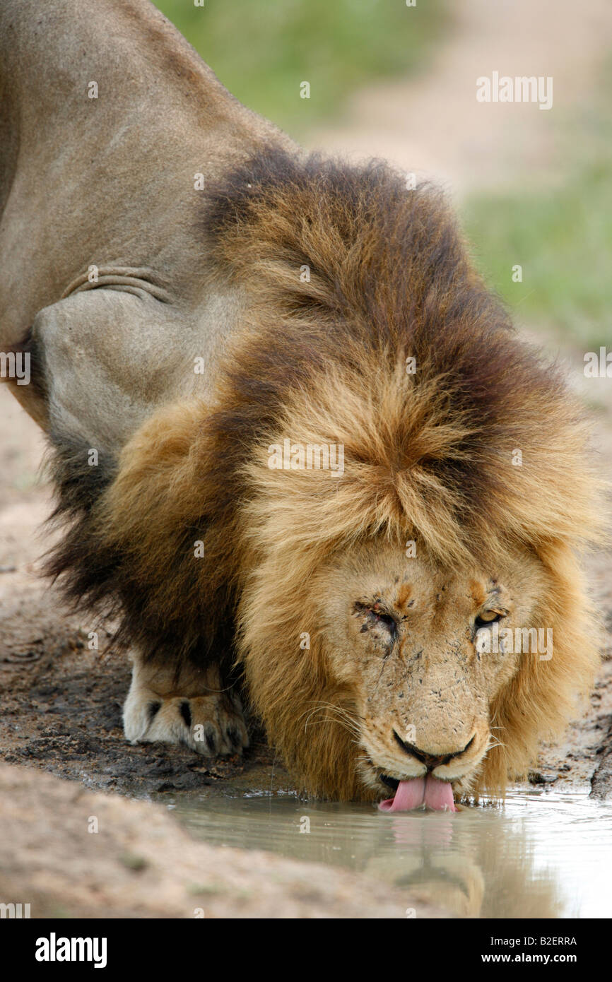 Wounded lion hi-res stock photography and images - Alamy