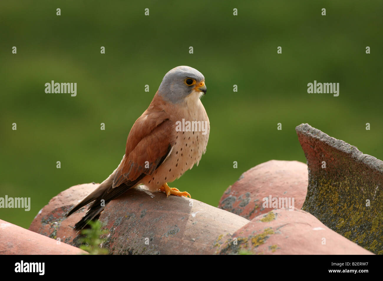 Lesser Kestrel Falco naumanni in Extremadura Spain Stock Photo - Alamy