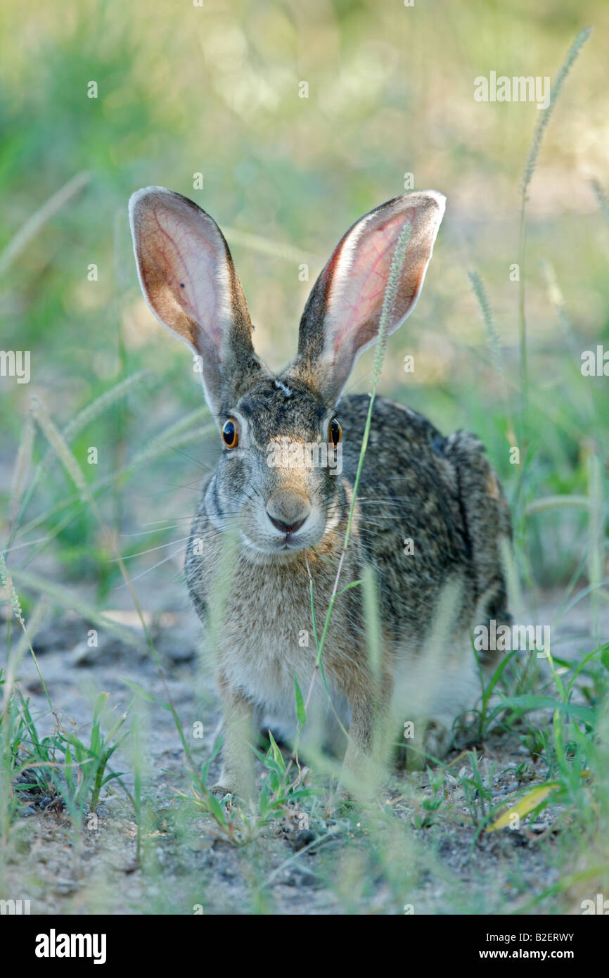 Scrub hare (Lepus saxatilis Stock Photo - Alamy