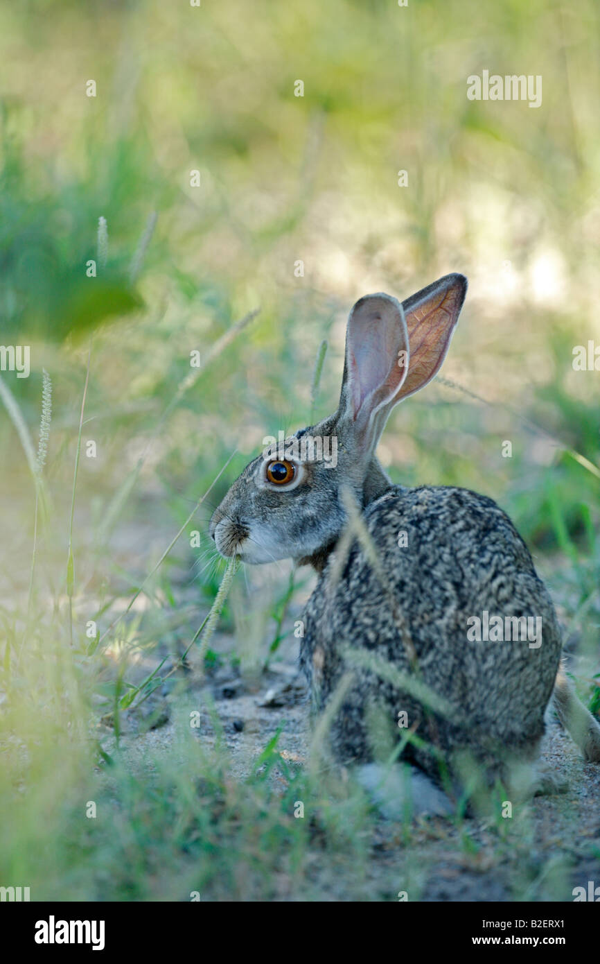 Scrub hare (Lepus saxatilis) feeding on a grass seed head Stock Photo ...
