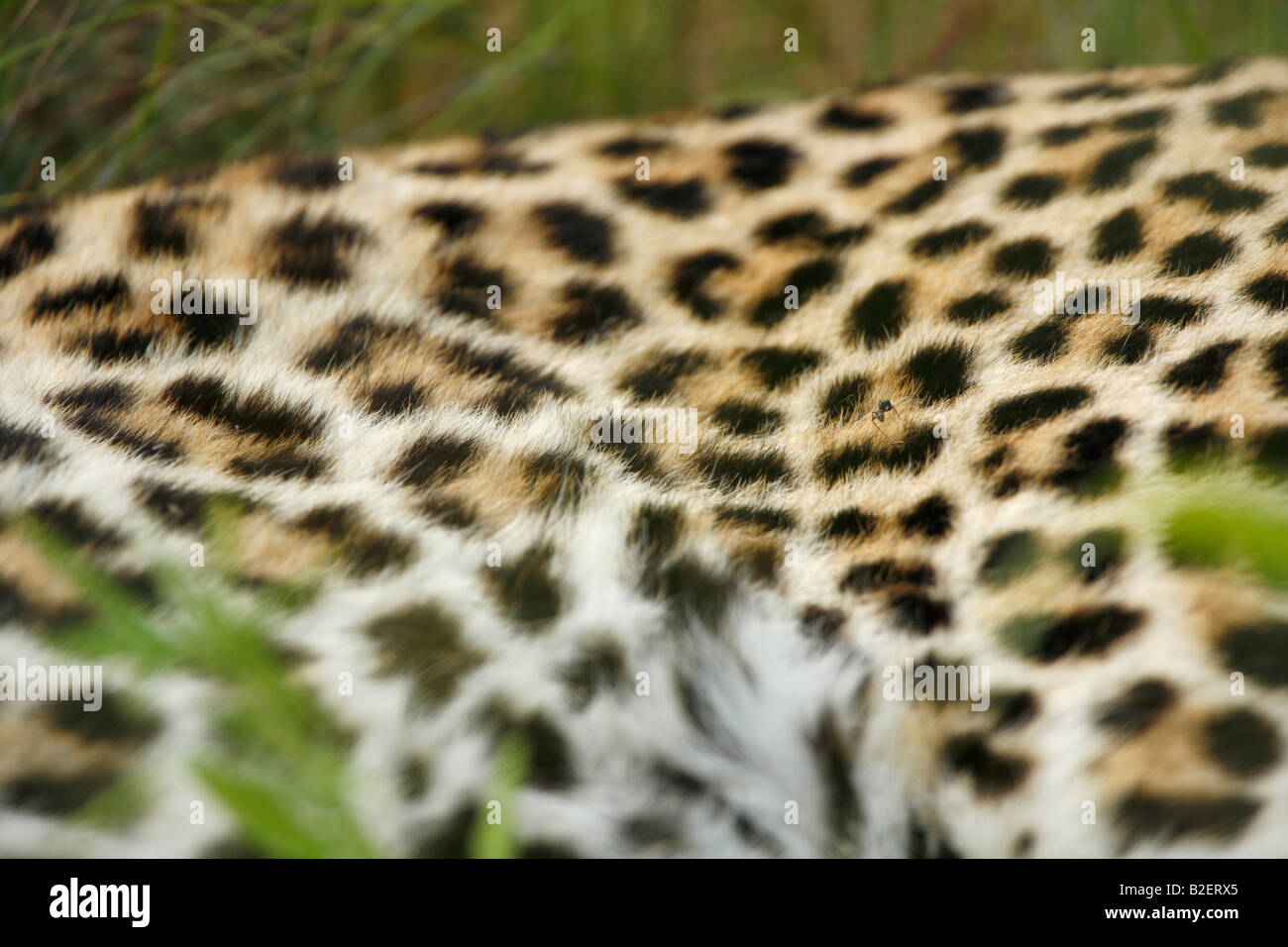 Leopard skin hi-res stock photography and images - Alamy
