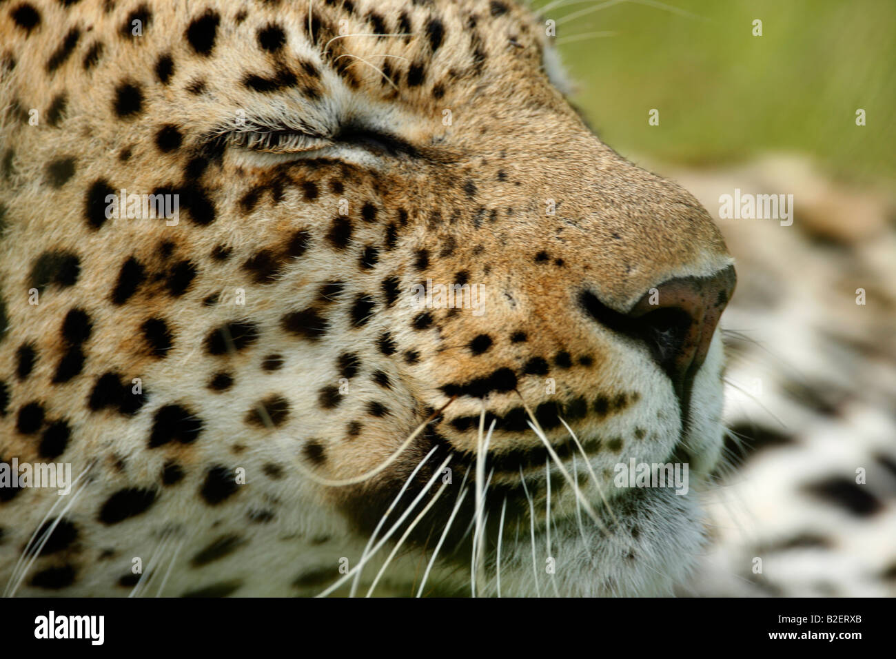 Tight portrait of the nose and muzzle of a sleeping leopard Stock Photo ...