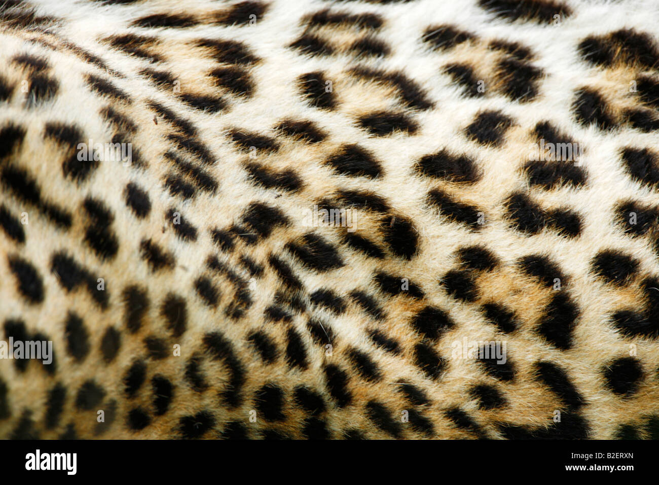 Leopard skin hi-res stock photography and images - Alamy