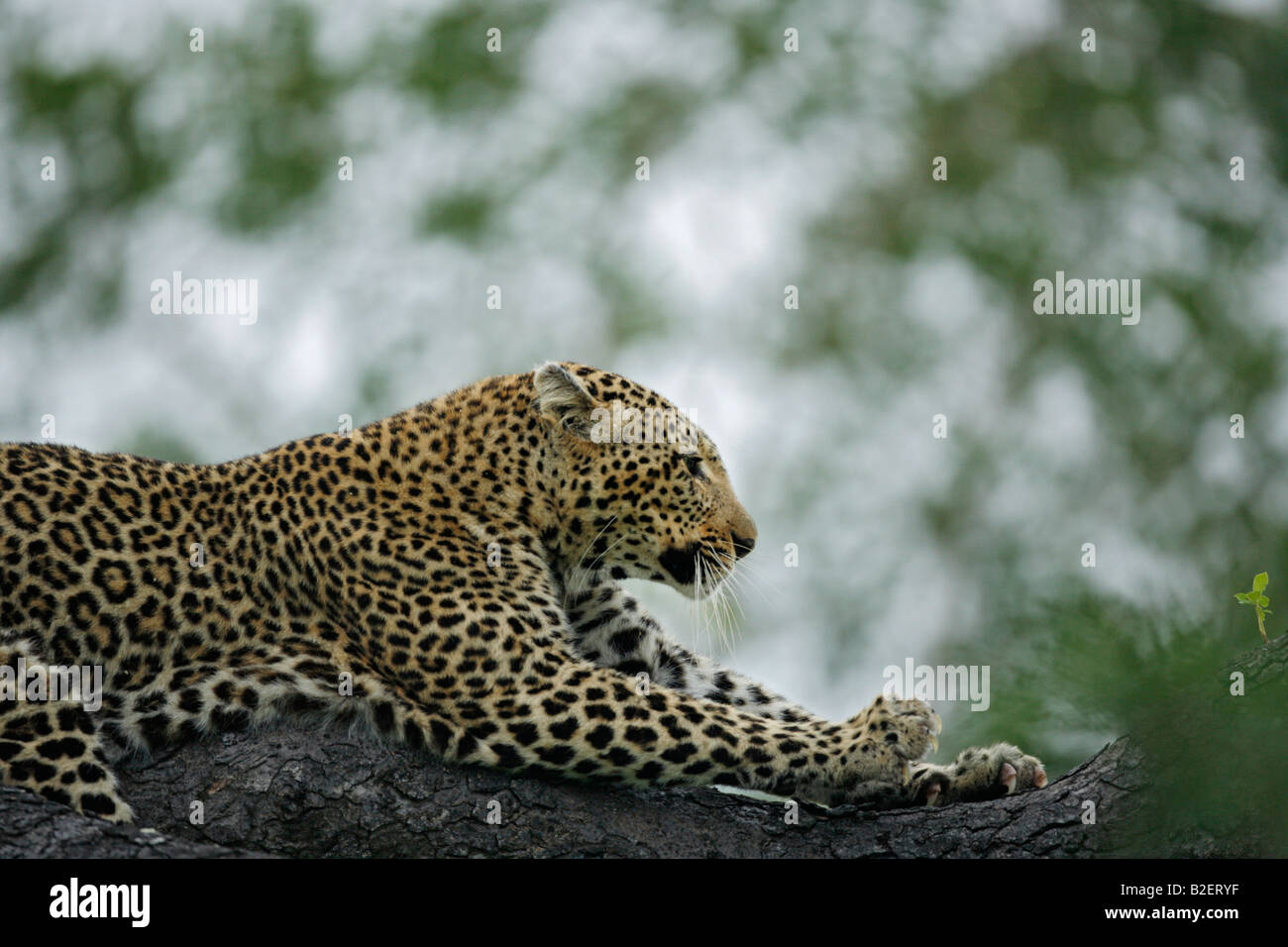 A female leopard stretching on a low branch as she rests after climbing ...