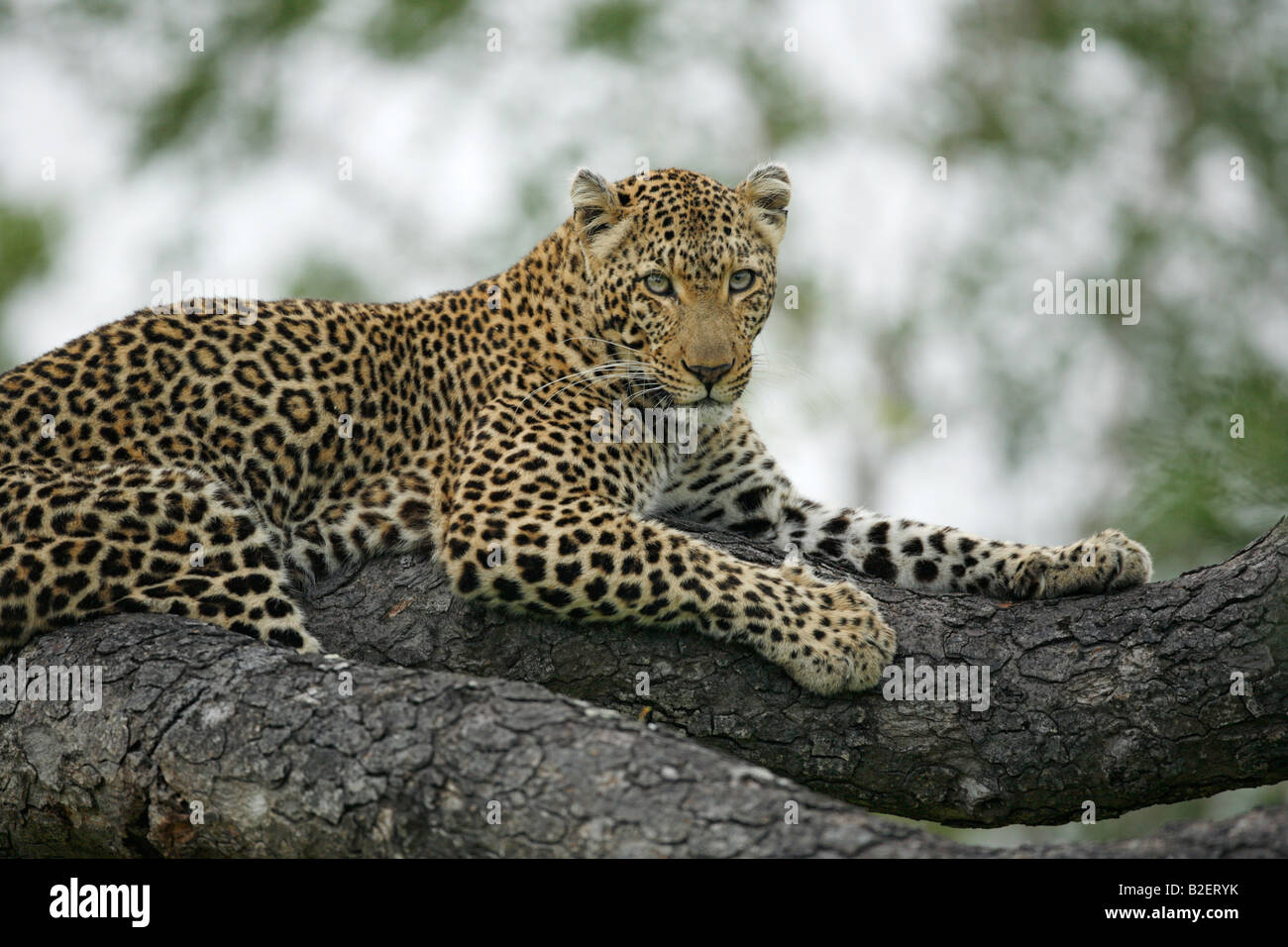 A female leopard resting on a branch in a tree Stock Photo - Alamy