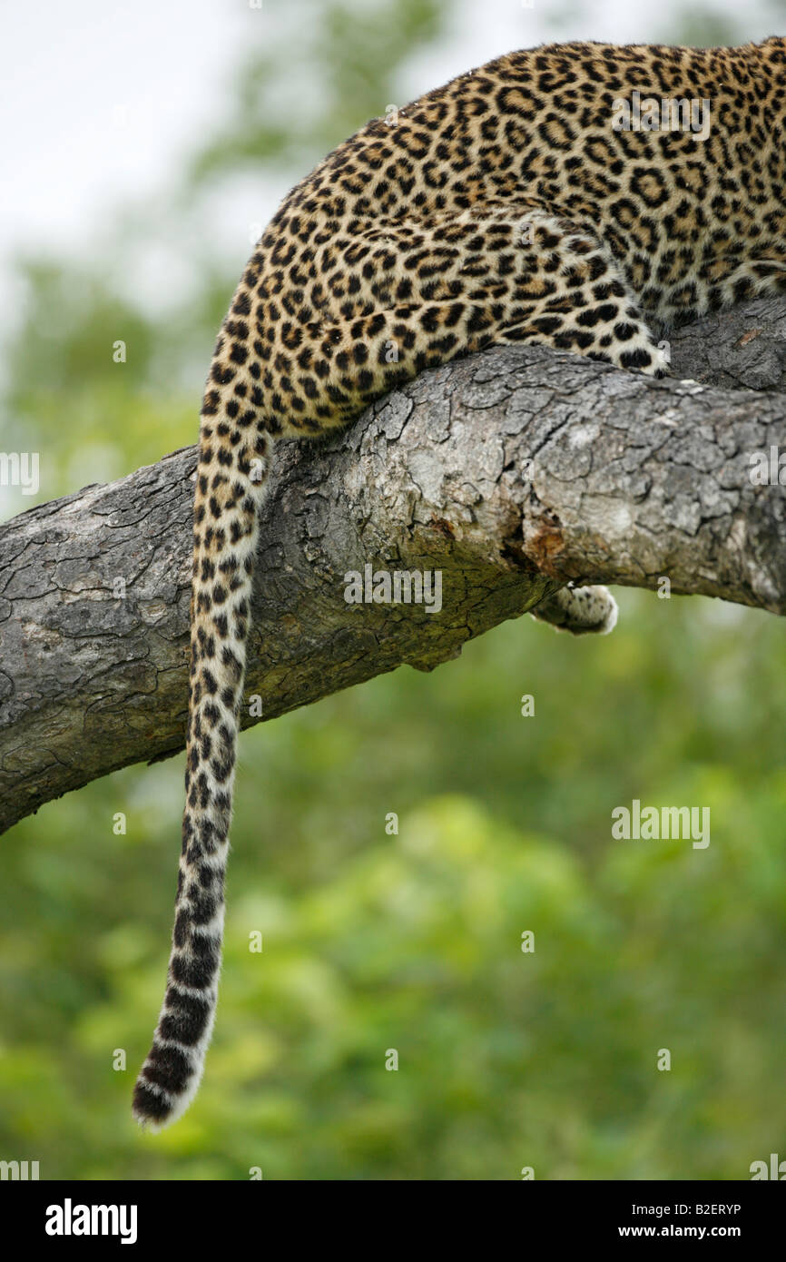 Close-up of the rear end of a female leopard resting on a branch in a ...