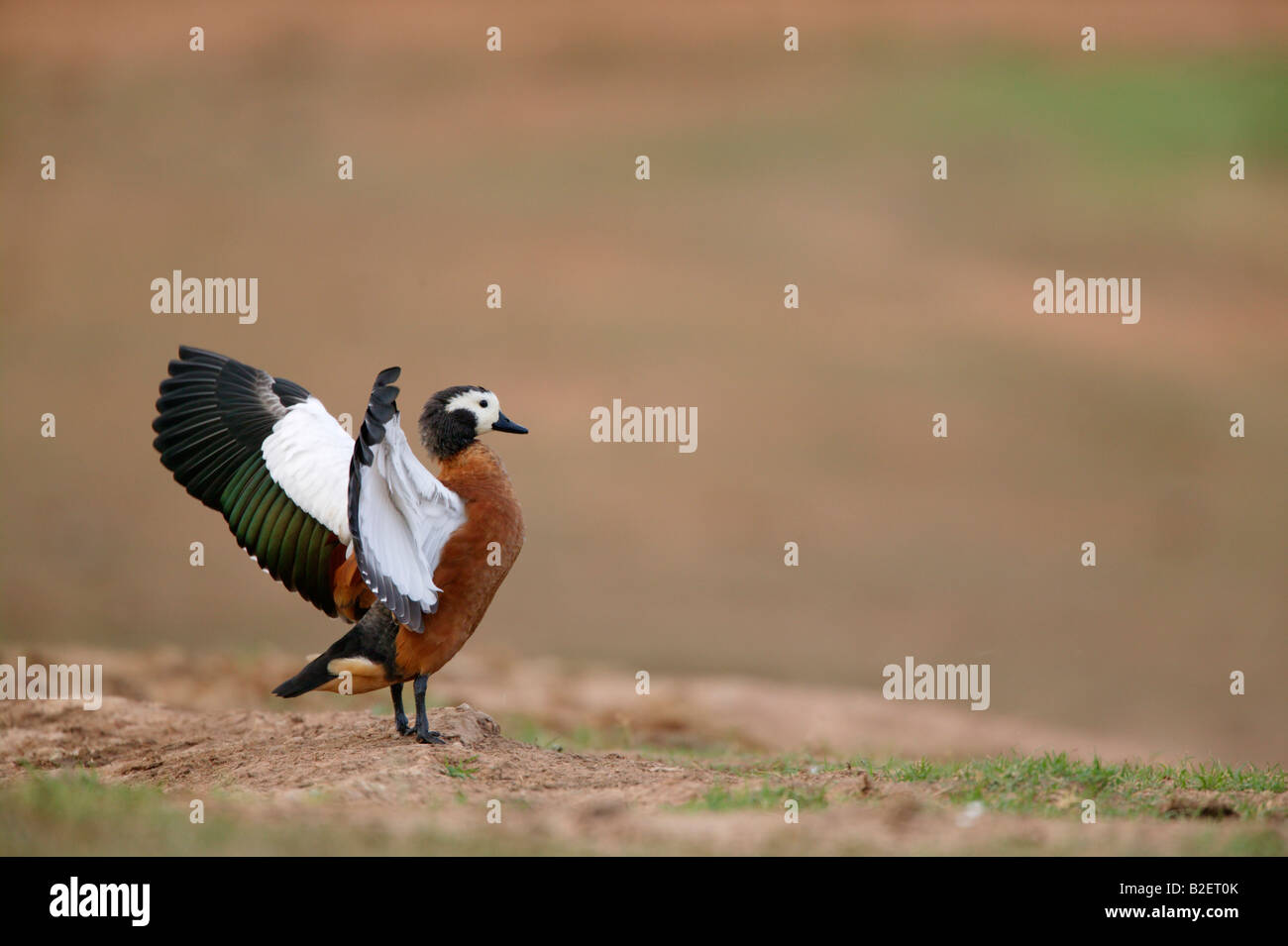 South african shelduck female flapping her wings Stock Photo - Alamy