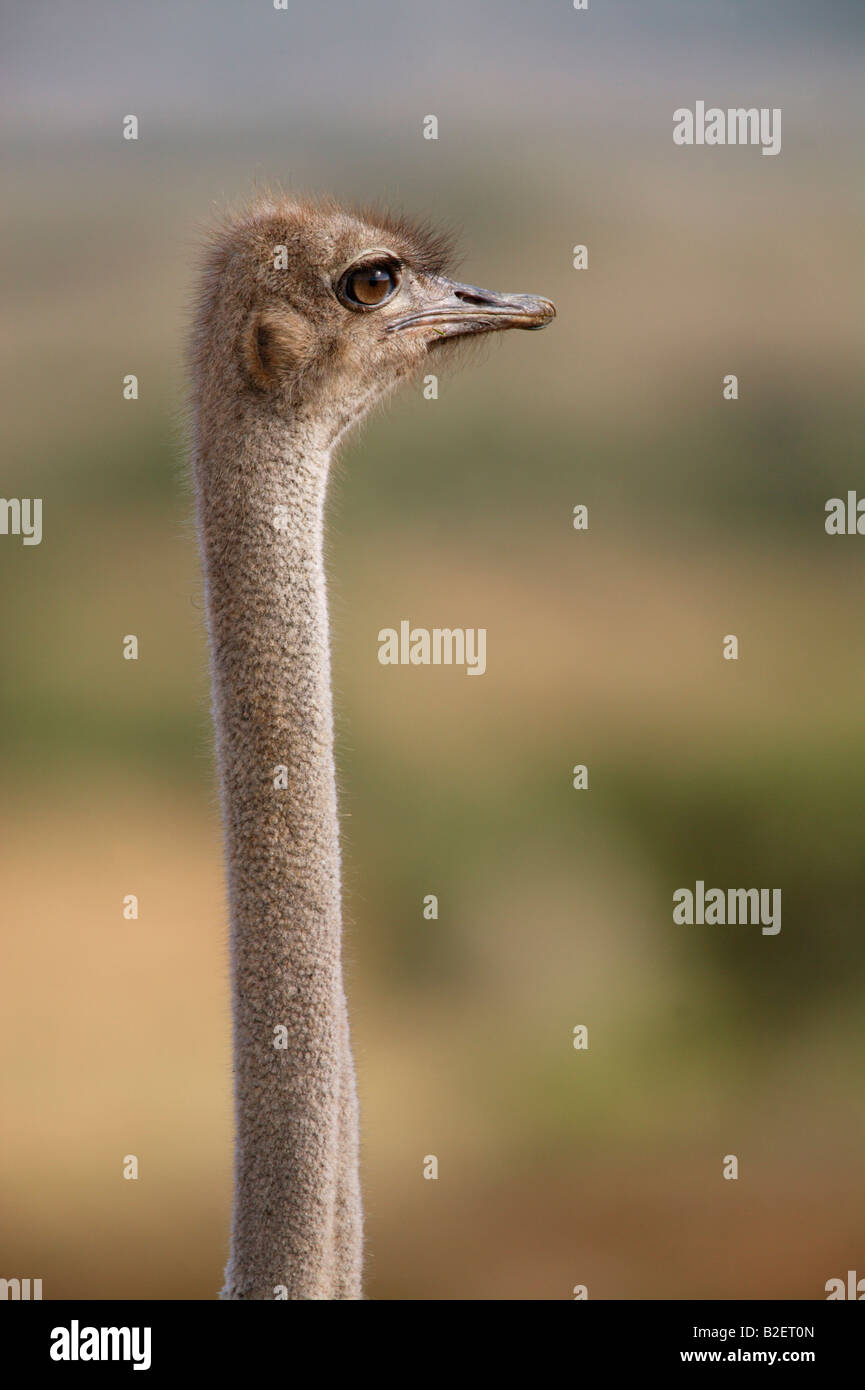 Elephant Bird Vs Ostrich