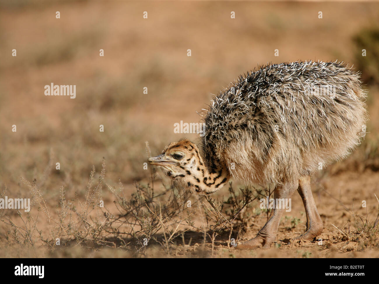 Juvenile ostrich hi-res stock photography and images - Alamy