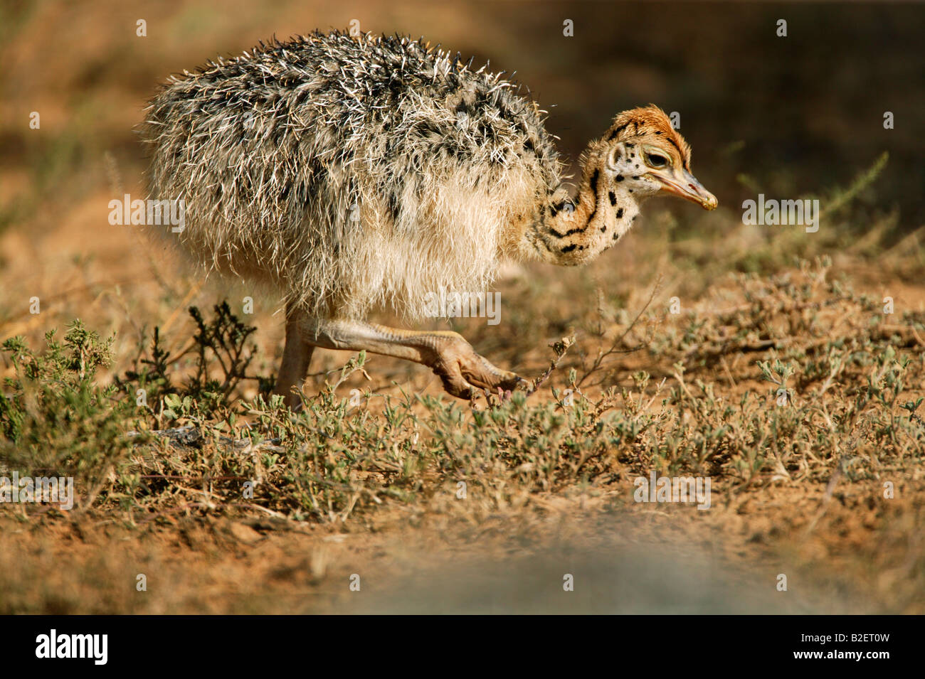Juvenile Ostrich High Resolution Stock Photography and Images - Alamy