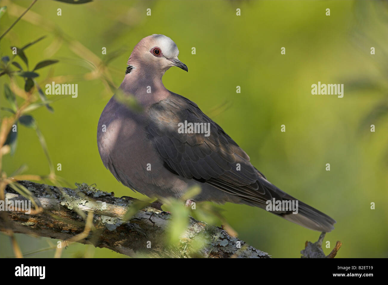 Red eyed dove Stock Photo - Alamy