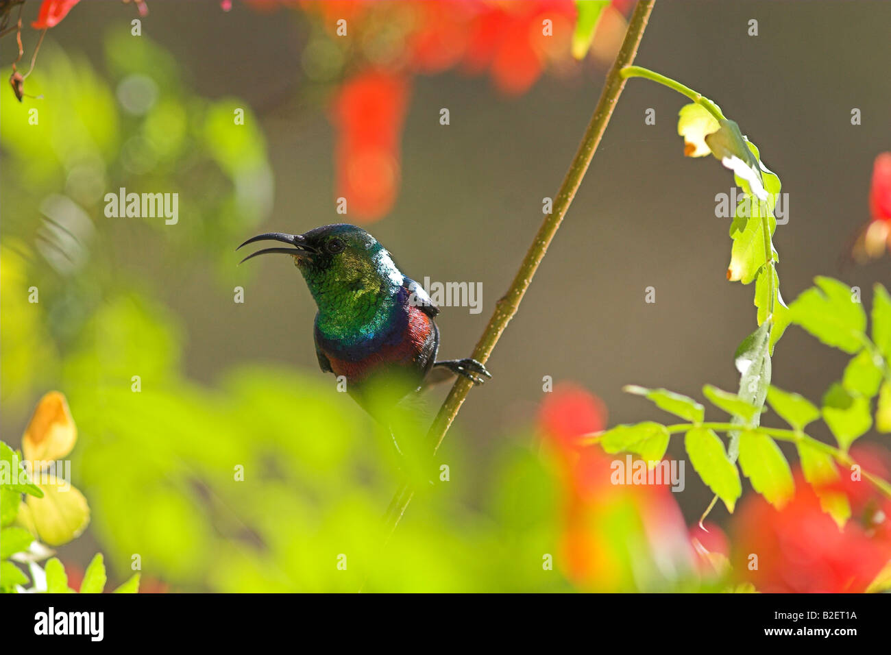 Purple banded sunbird hi-res stock photography and images - Alamy