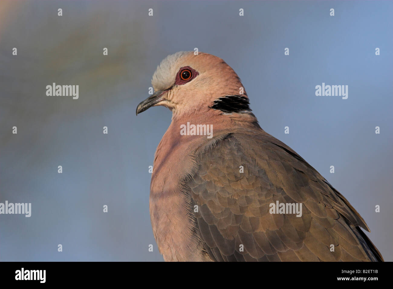 Red eyed dove portrait Stock Photo - Alamy
