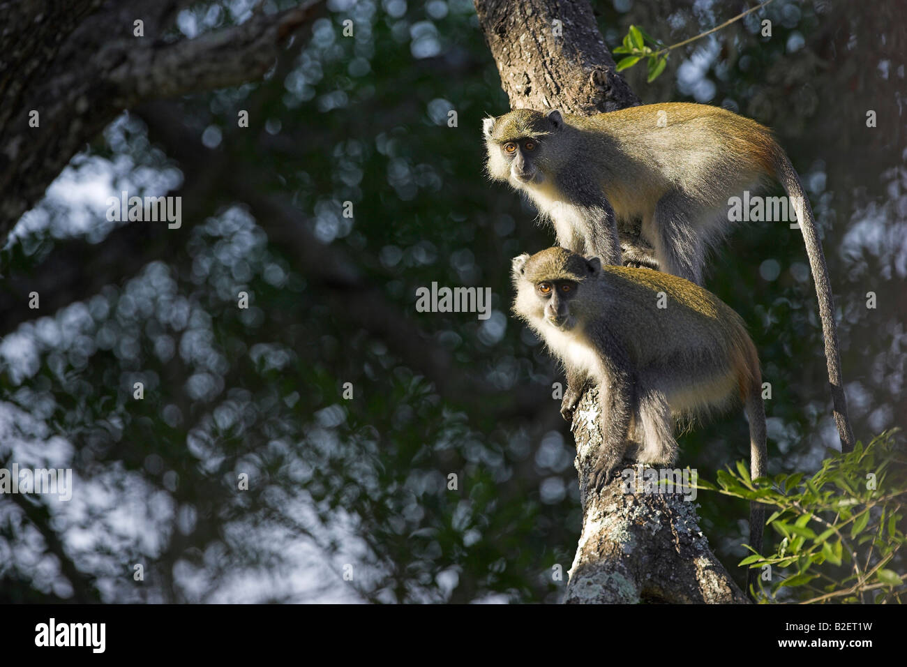 Curious monkeys hi-res stock photography and images - Alamy