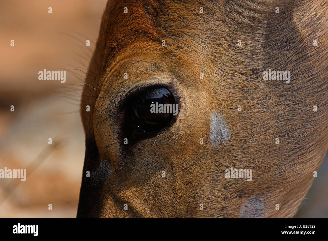 Nyala side view close up of eye Stock Photo - Alamy