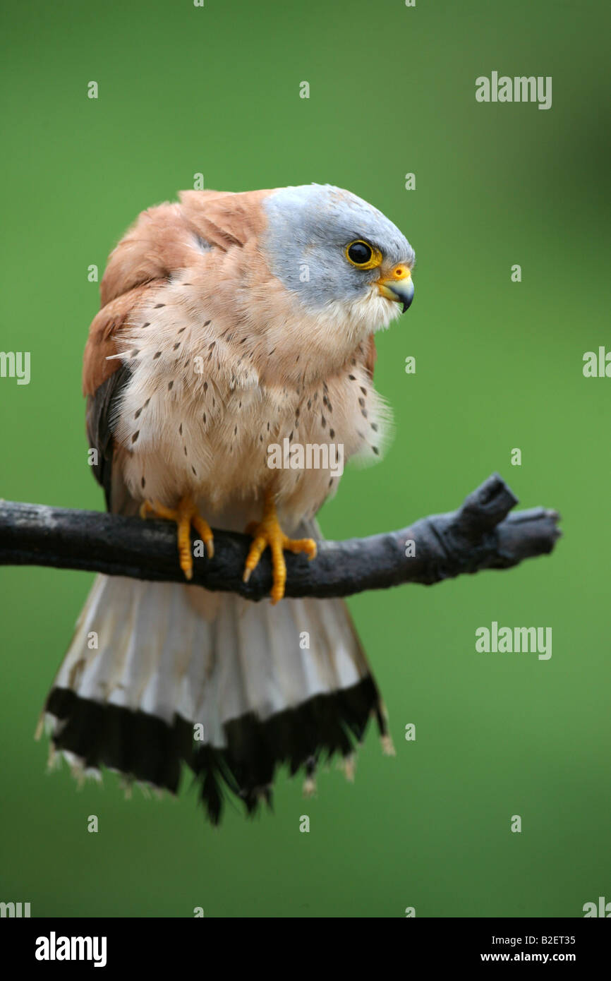 Falco naumanni hi-res stock photography and images - Alamy