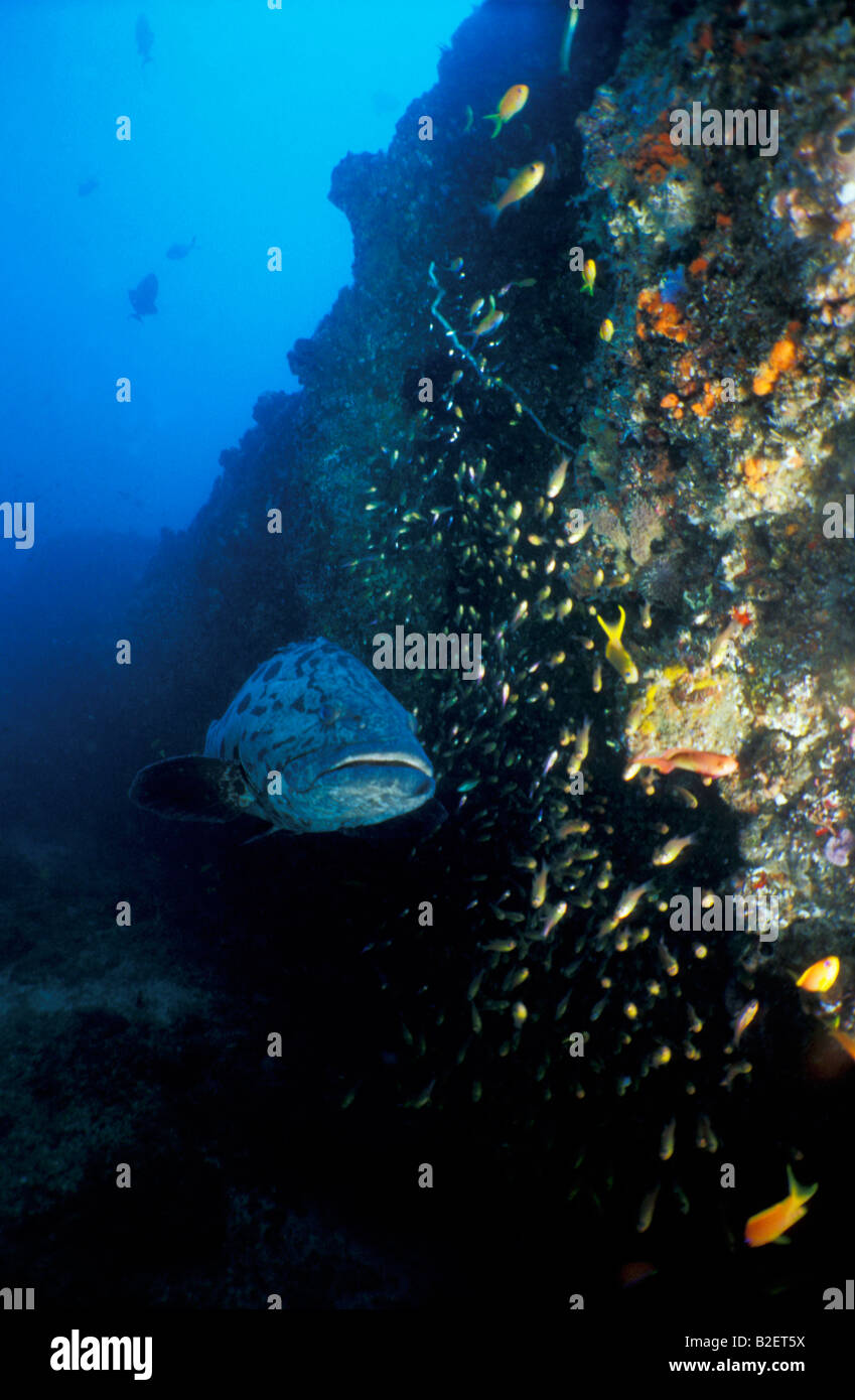 Potato bass swimming alongside coral reef Stock Photo - Alamy