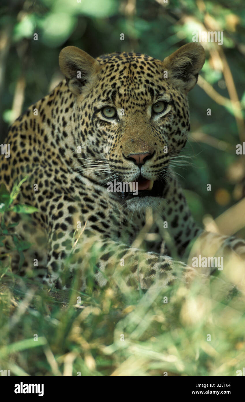 Adult male leopard resting in shade amid thick vegetation Stock Photo ...