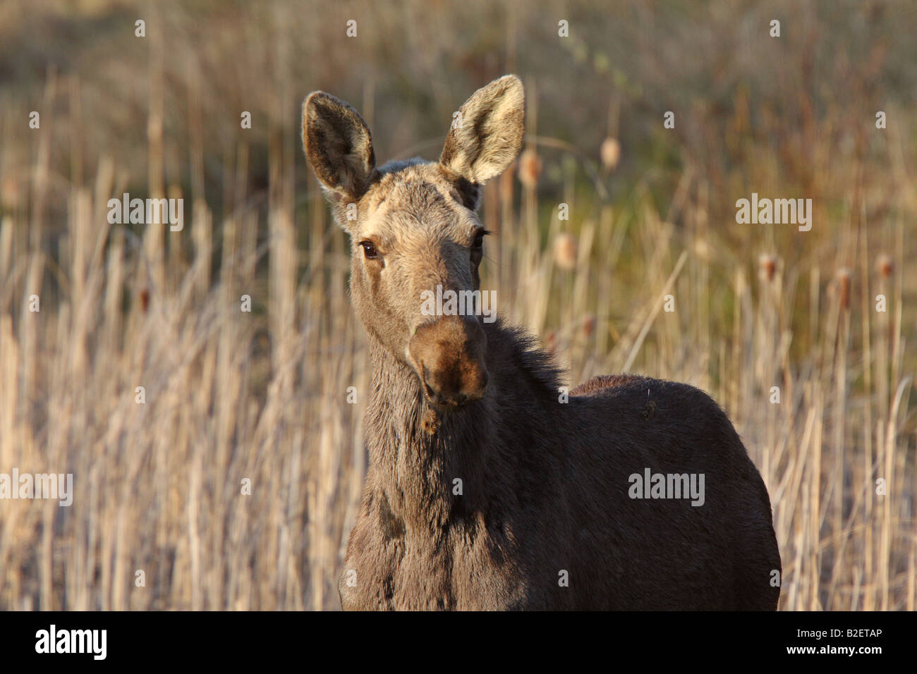 Young female moose on Hecla Island in Manitoba Stock Photo - Alamy