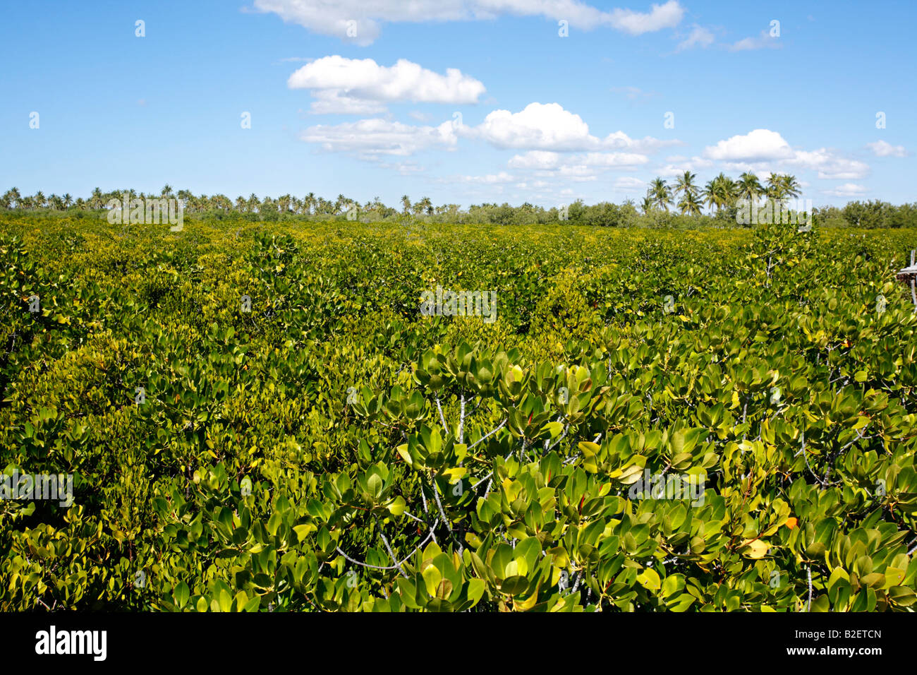 Salt water mangrove forests on barra hi-res stock photography and ...