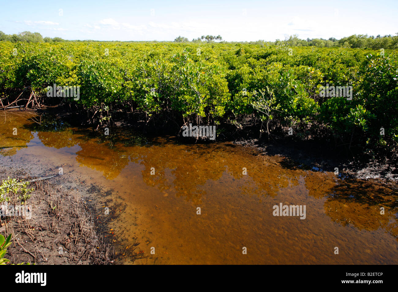 Salt-water Mangrove forests on the Barra Peninsula including both white ...