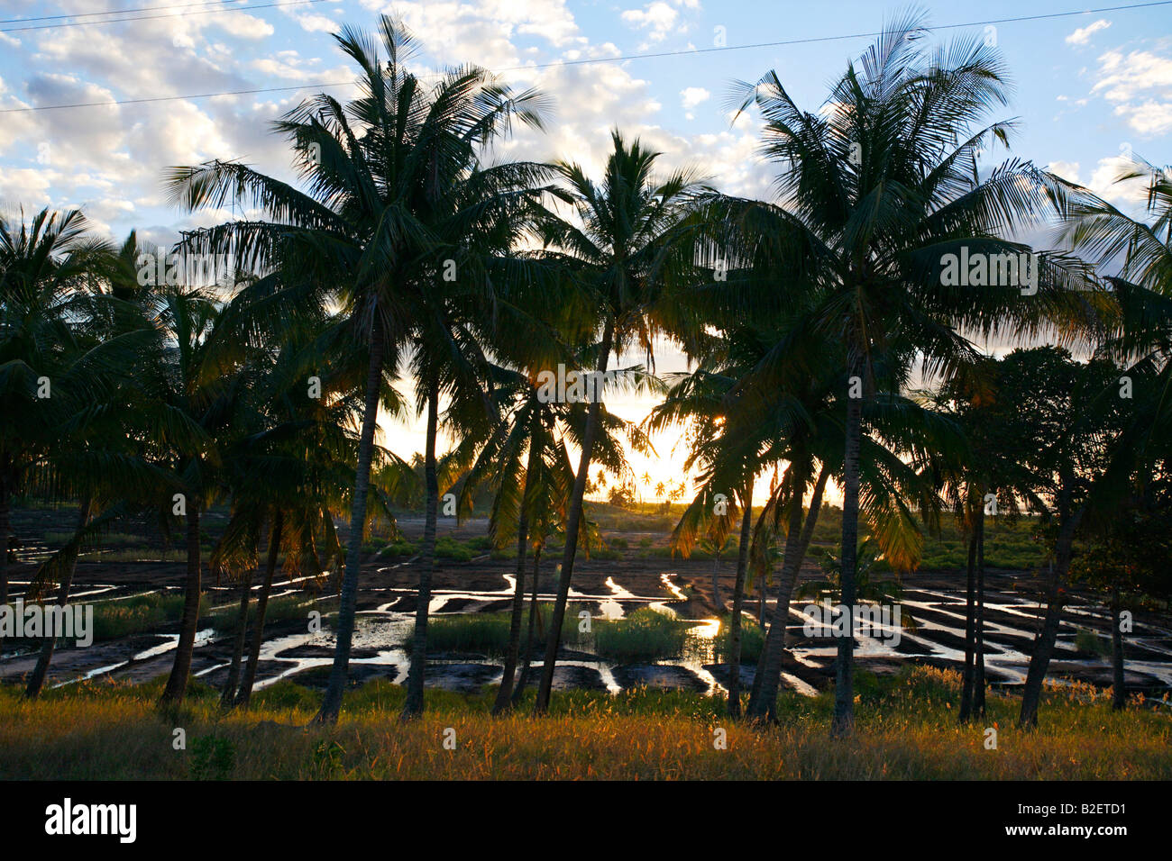 Coconut palms on the fringe of flood irrigated vegetable beds in the ...