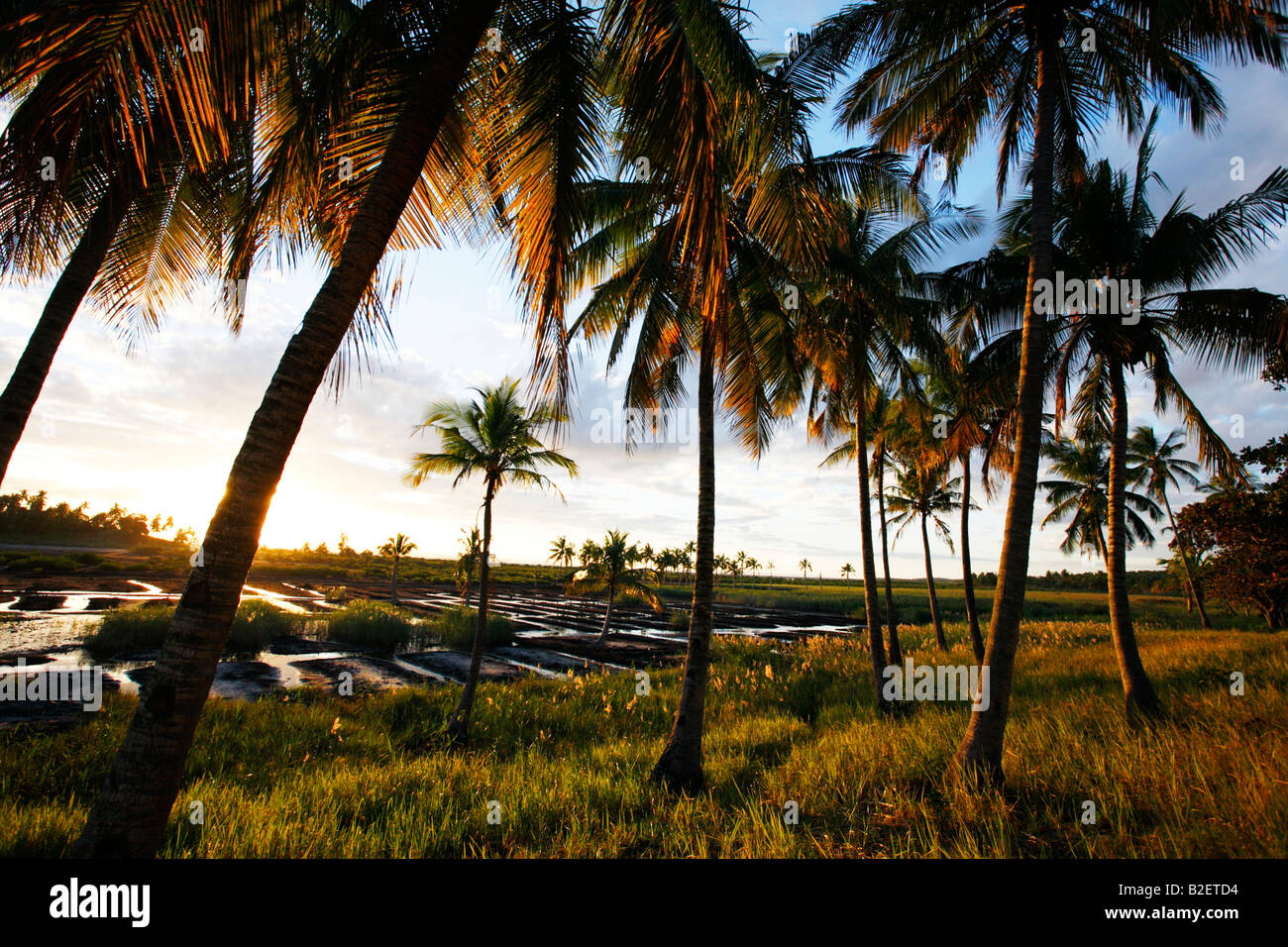 Warm afternoon lighting in in coconut palms on the fringe of flood ...