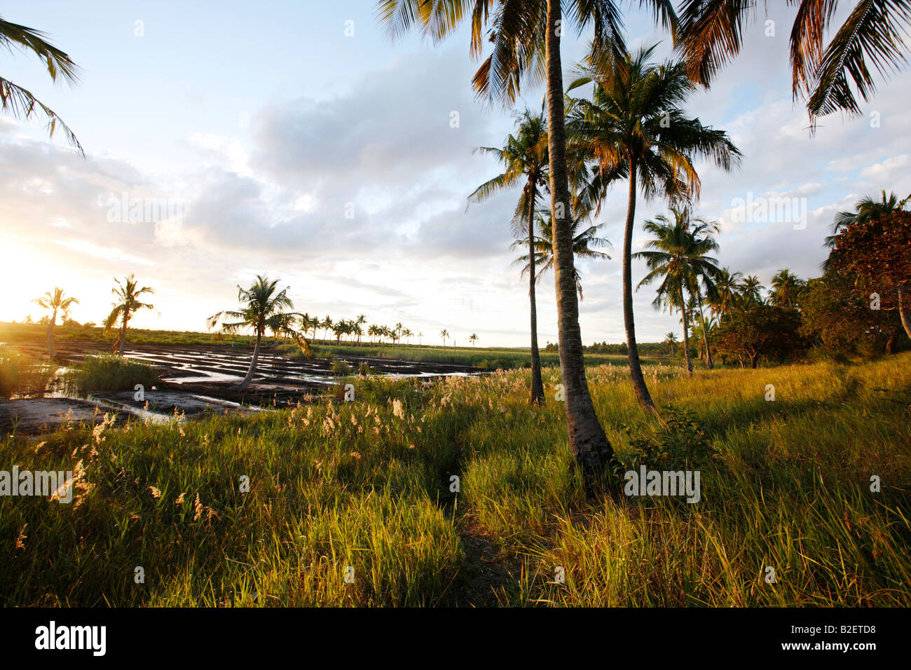 Warm afternoon lighting in in coconut palms on the fringe of flood ...