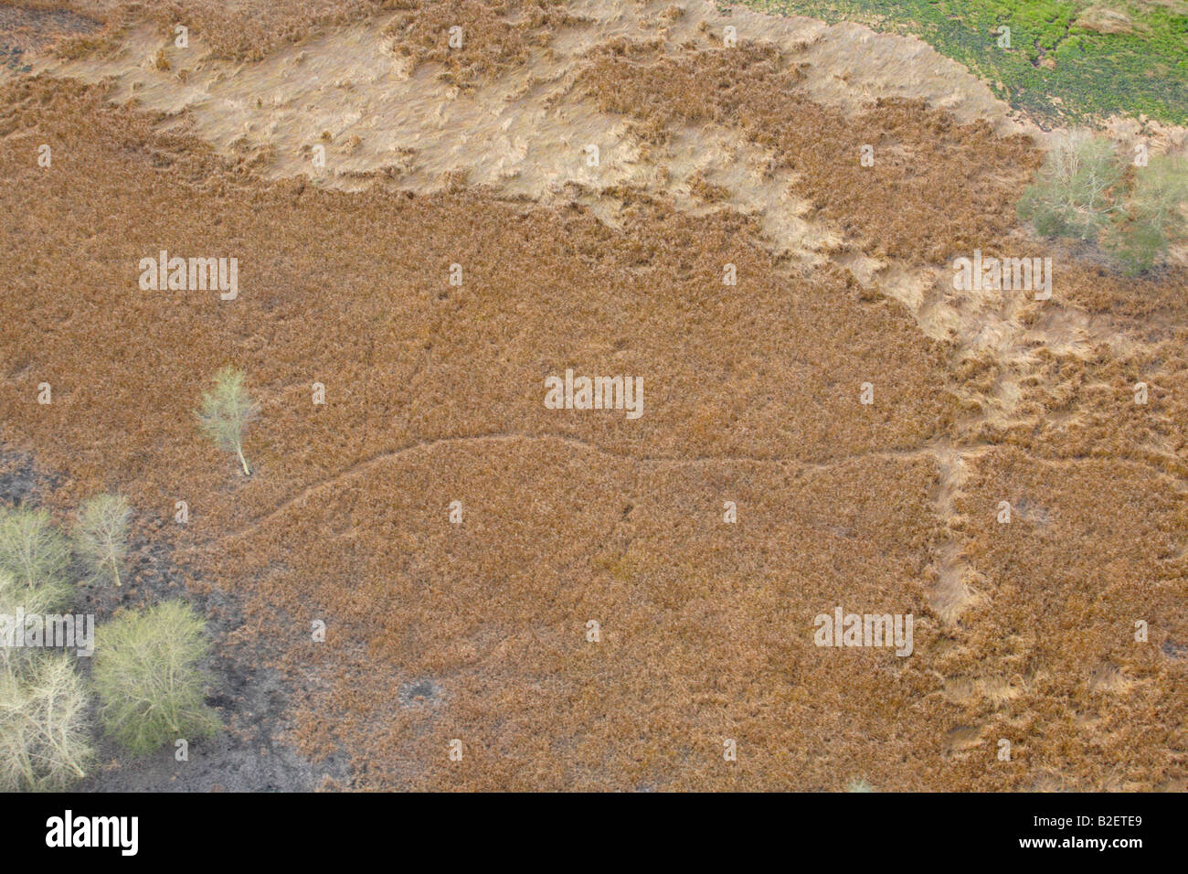 Aerial view of a textured wetland area with a path meandering through ...