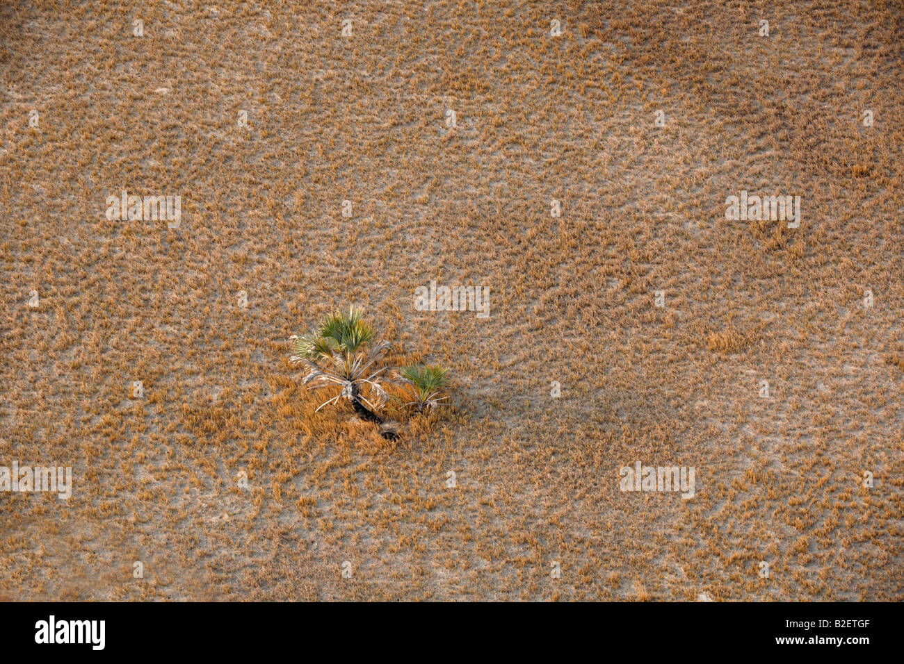 Aerial view of a lone Ilala Palm tree surrounded by tufted veld grass ...