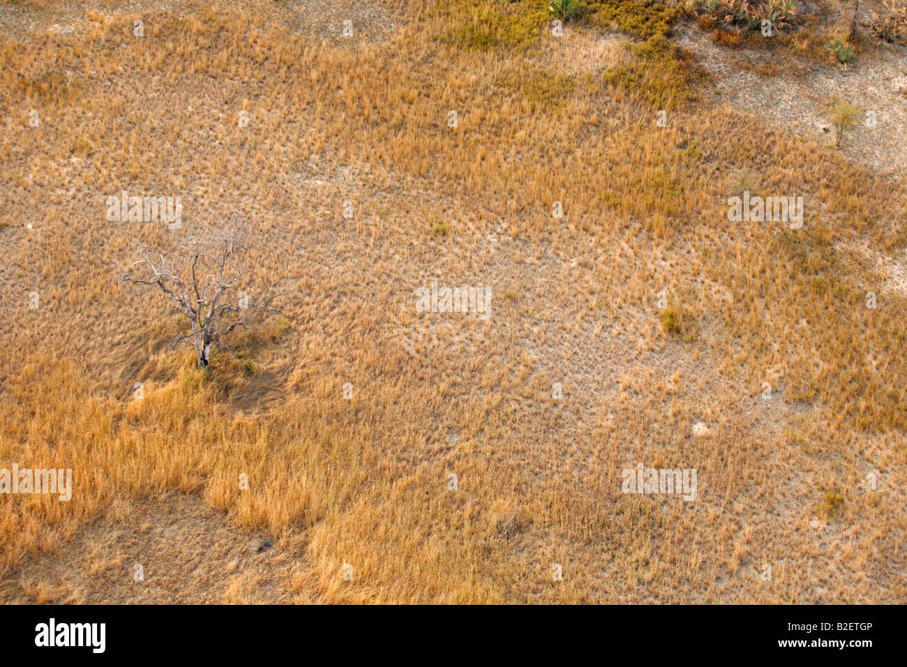 Aerial view of a dry grassland around a dead tree Stock Photo - Alamy