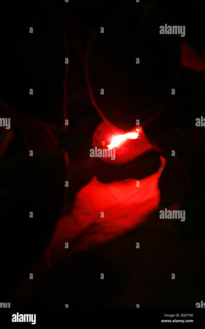 one bright red bulb in dark tree at night Stock Photo - Alamy
