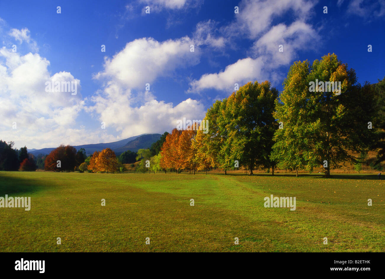 Pilgrims oak hi-res stock photography and images - Alamy