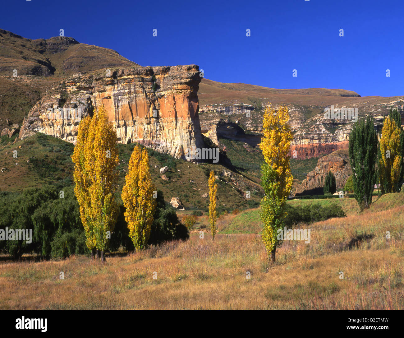 Golden gate with trees hi-res stock photography and images - Alamy