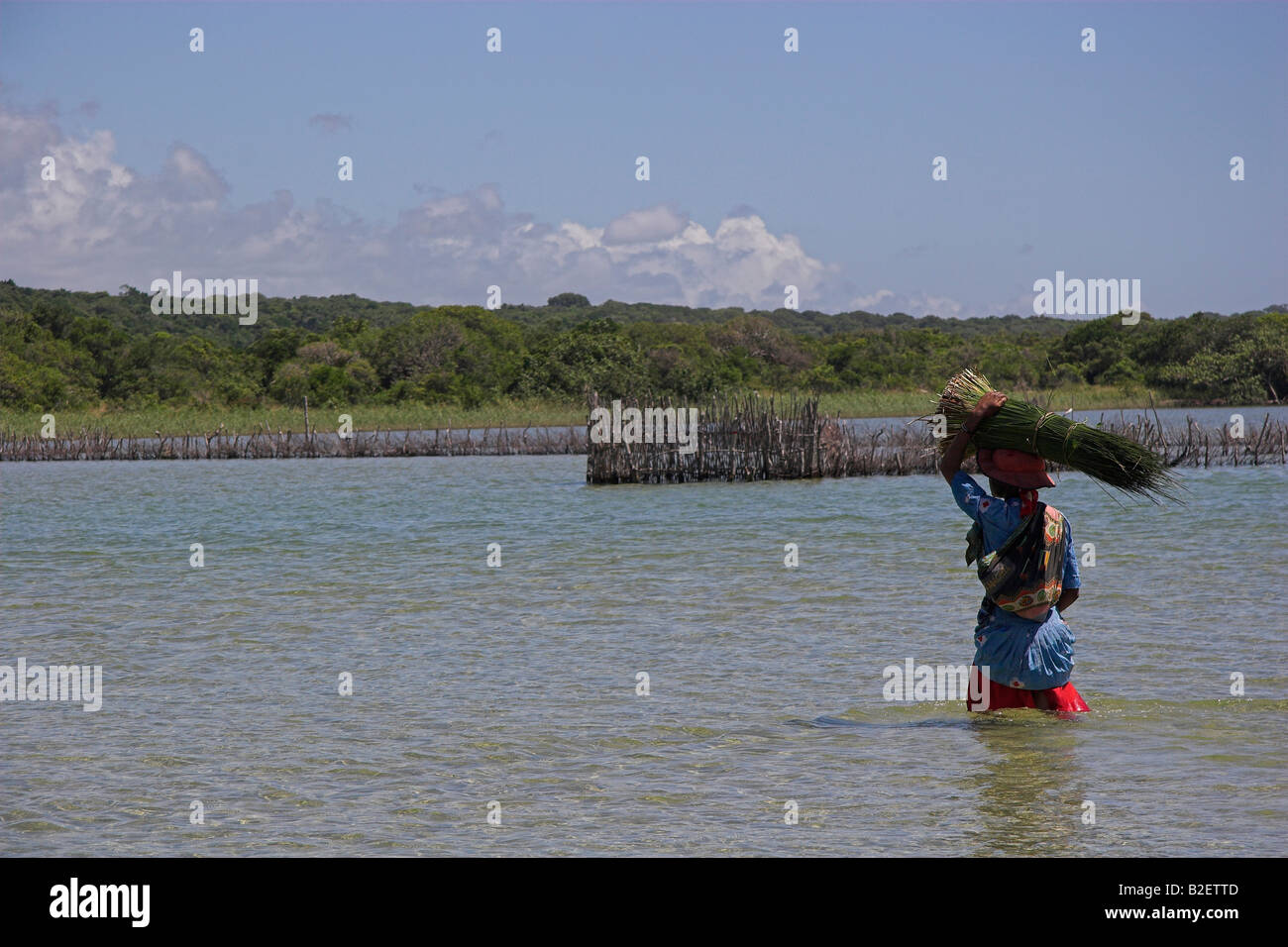 Woman wading across the lake carrying a bundle of reeds on her head ...