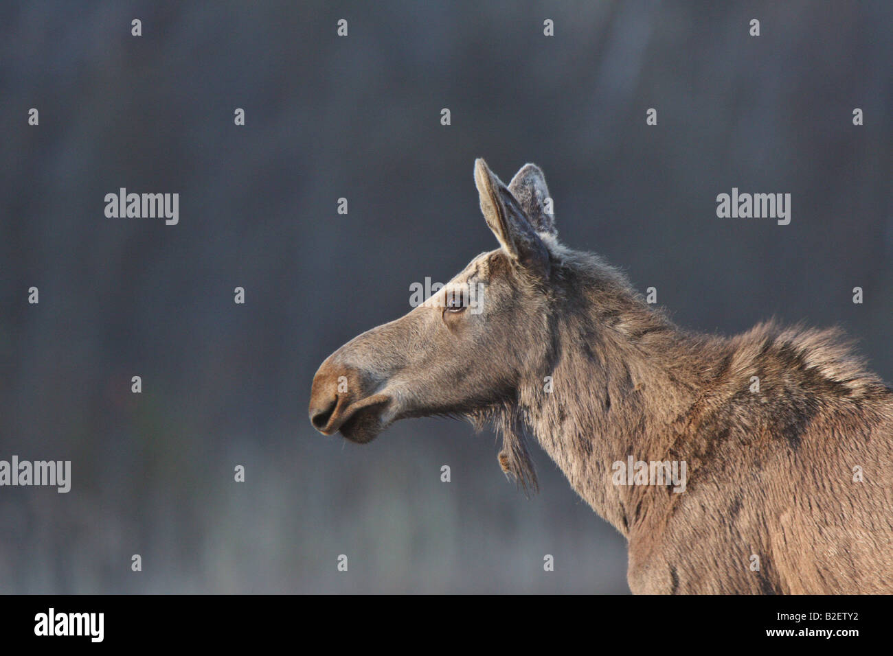 Young female moose on Hecla Island in Manitoba Stock Photo - Alamy