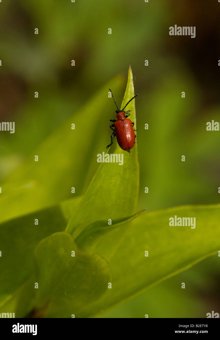 Lily pest hi-res stock photography and images - Alamy