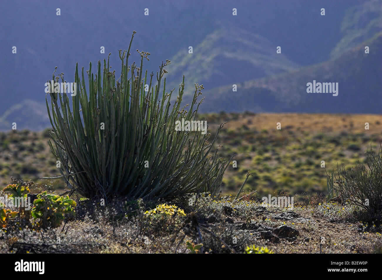 Melkbos in desert landscape Stock Photo - Alamy
