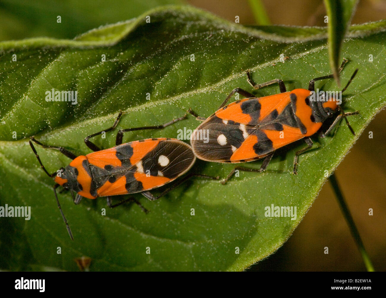 Mating pair of stone bugs ground bugs Lygaeus equestris Stock Photo - Alamy